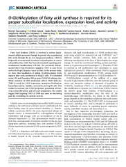 O-GlcNAcylation of fatty acid synthase is required for its proper ...
