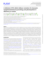 A deficient CP24 allele defines variation for dynamic nonphotochemical ...