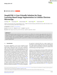 DeepSCEM: A User‐Friendly Solution for Deep Learning‐Based Image Segmentation in Cellular ...